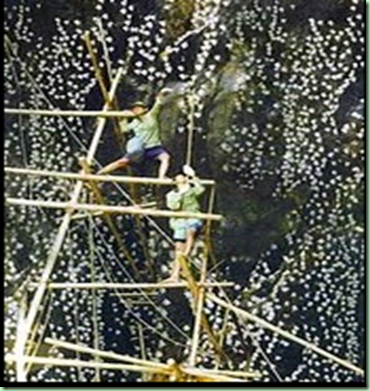 rgnomotto.blogspot.com: Sarang Walet Goa Bawah Tanah di Bima Terbaik Di ...